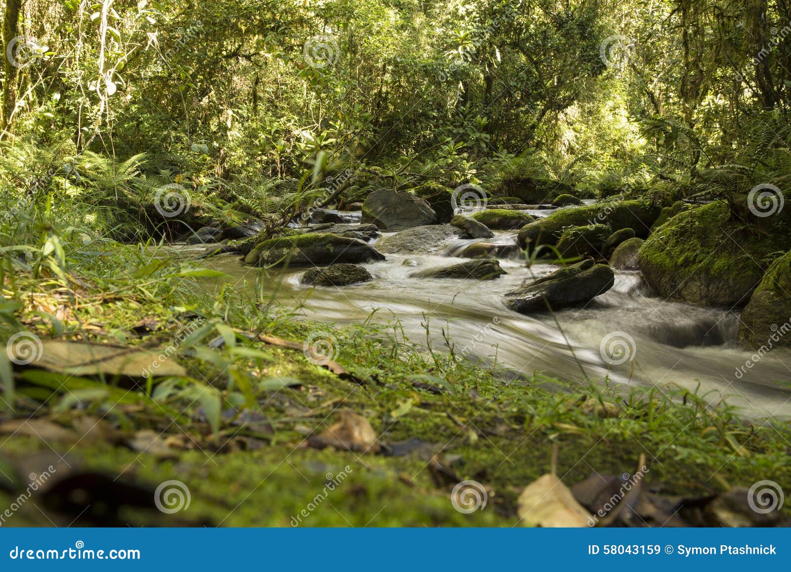 Rushing Stream in the Jungle Stock Image - Image of moss, rushing: 58043159