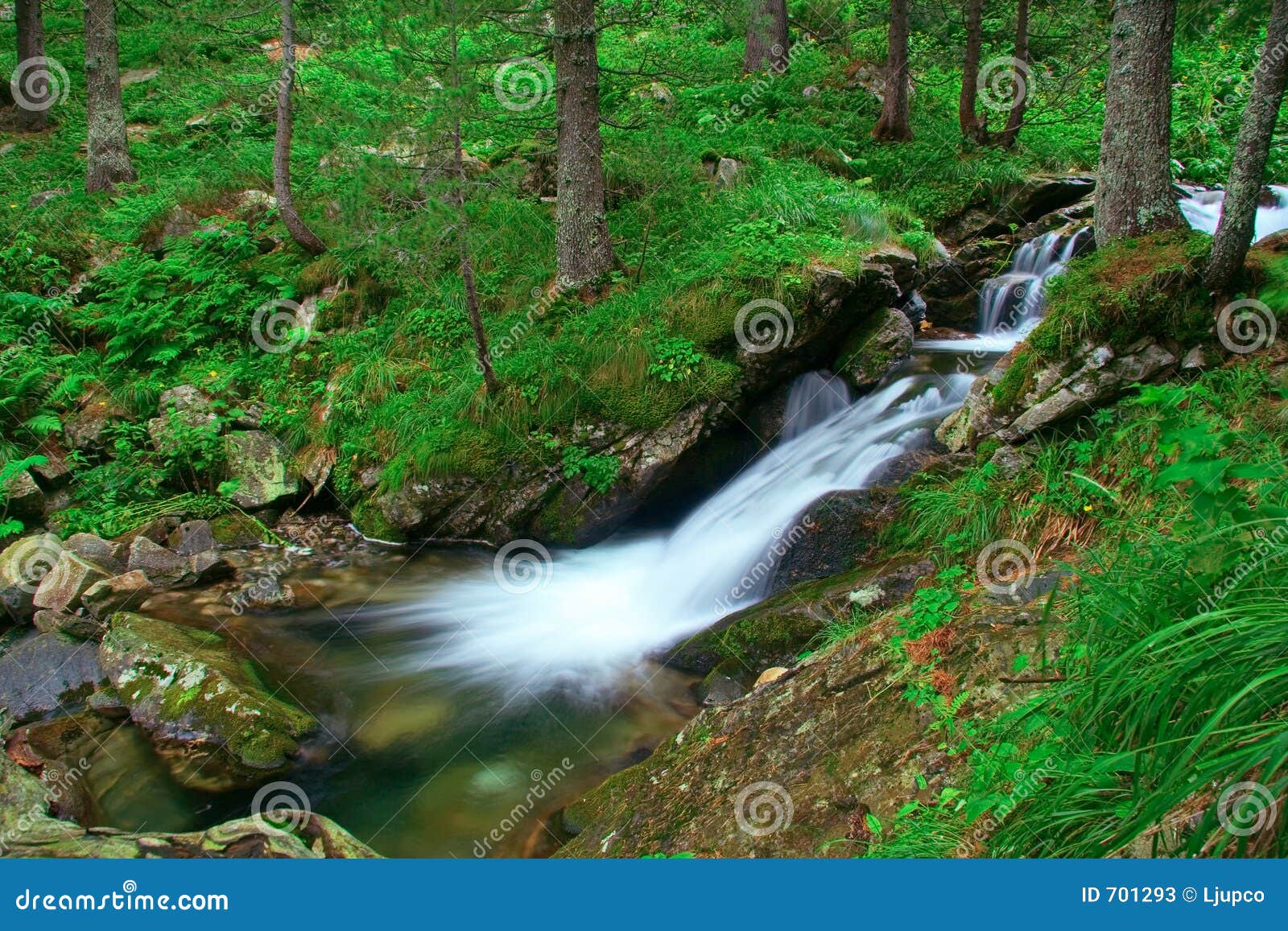 Rushing Stream in National Park Rila Stock Image - Image of plants ...