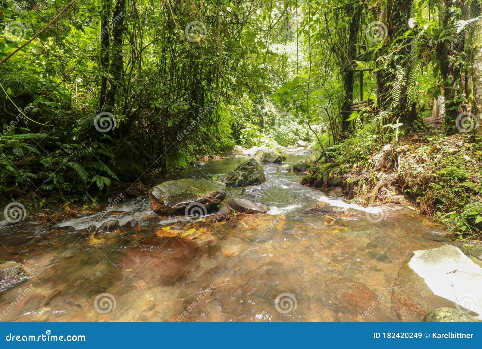 Rushing Water Flows through Creek Bed in Rain Forest. Water Flow Stock ...