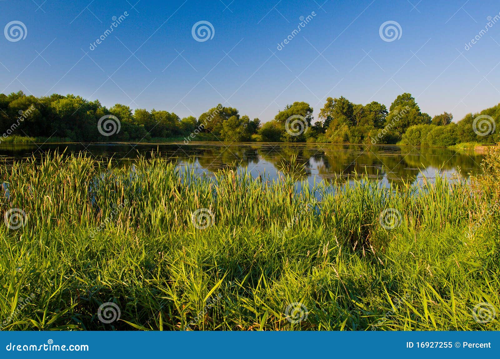 Rushy pond stock image. Image of reflection, marsh, belarus - 16927255