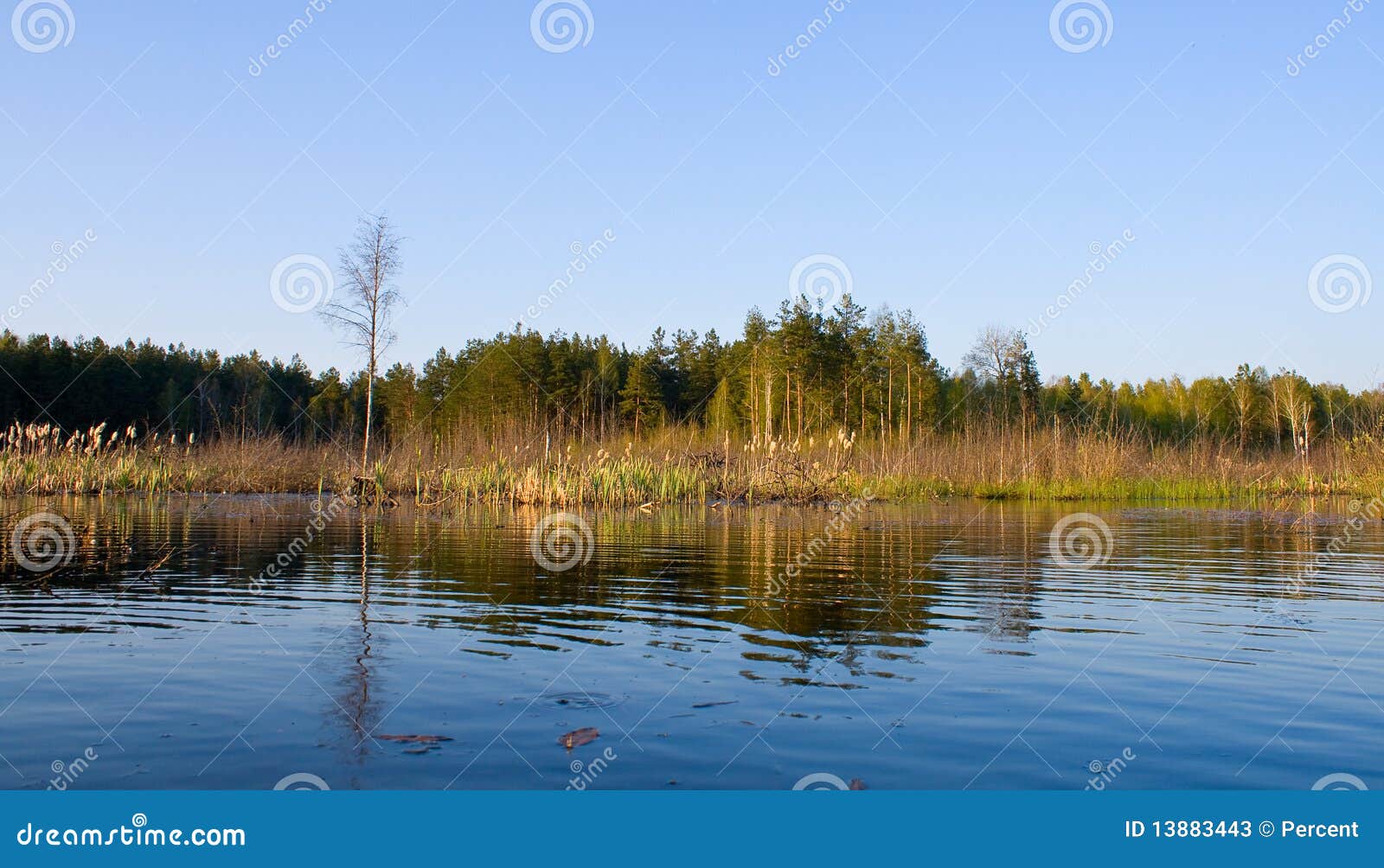 Rushy Swamp in Forest Landscape Stock Image - Image of beauty, pine ...