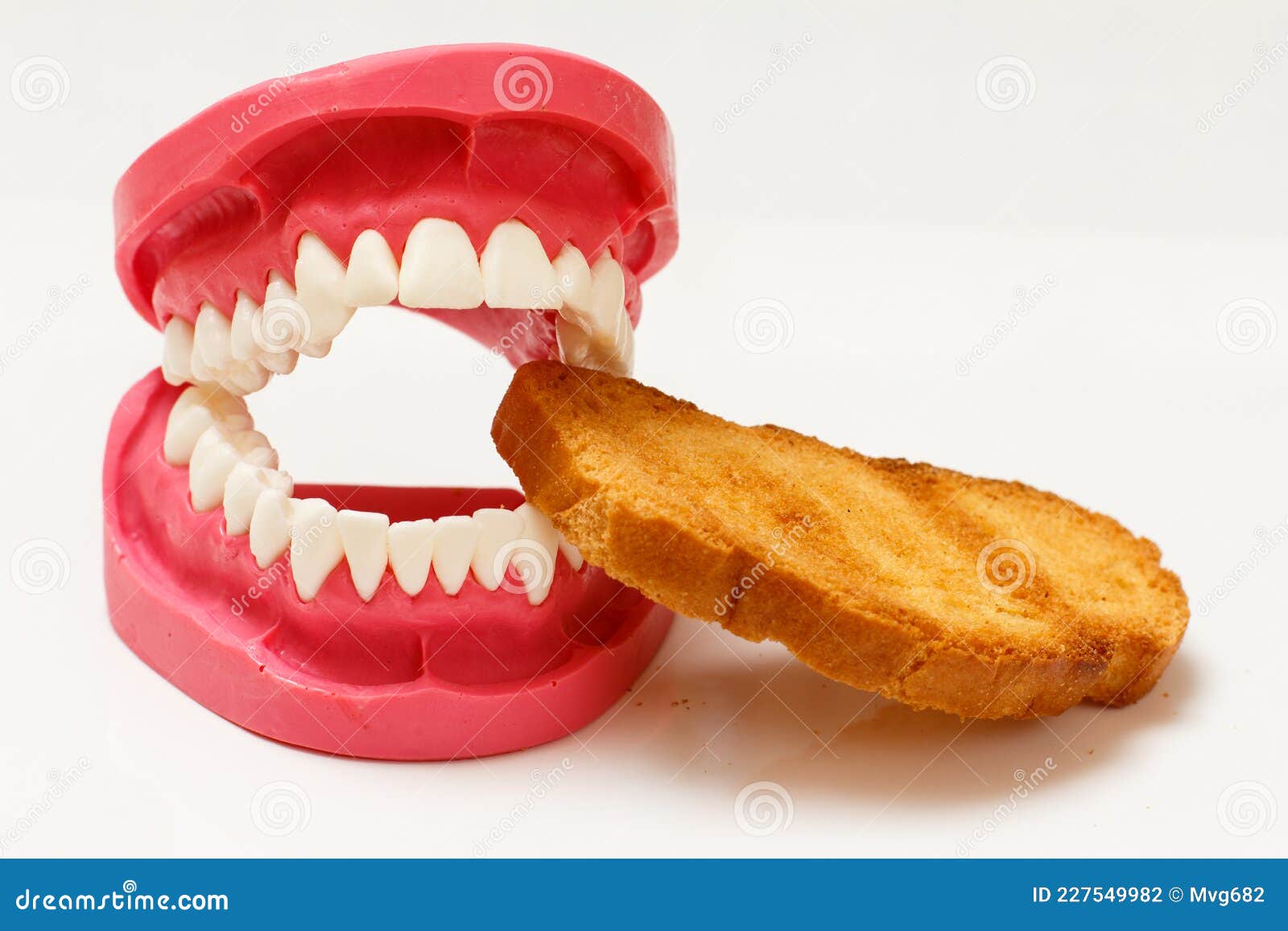 Rusk and Layout of the Human Jaw in it. Stock Photo - Image of ...