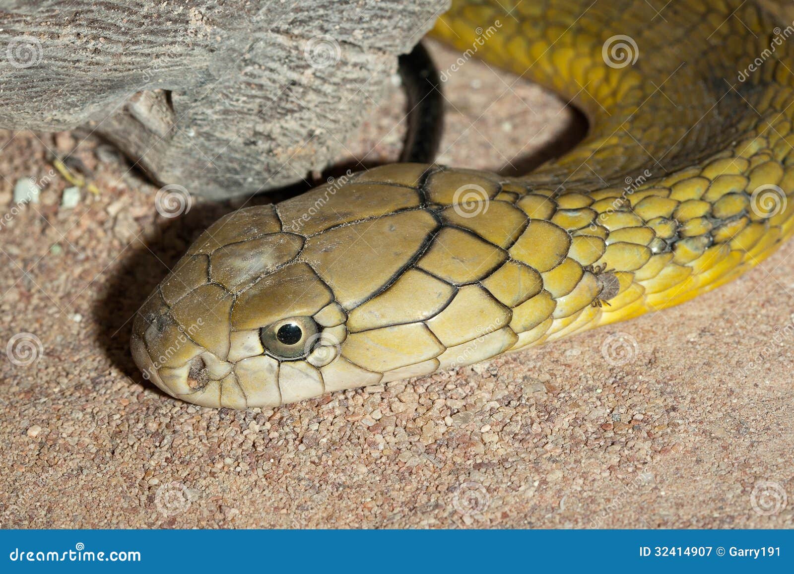 Russel Huggorm - Giftig Orm Fotografering för Bildbyråer - Bild av leva ...