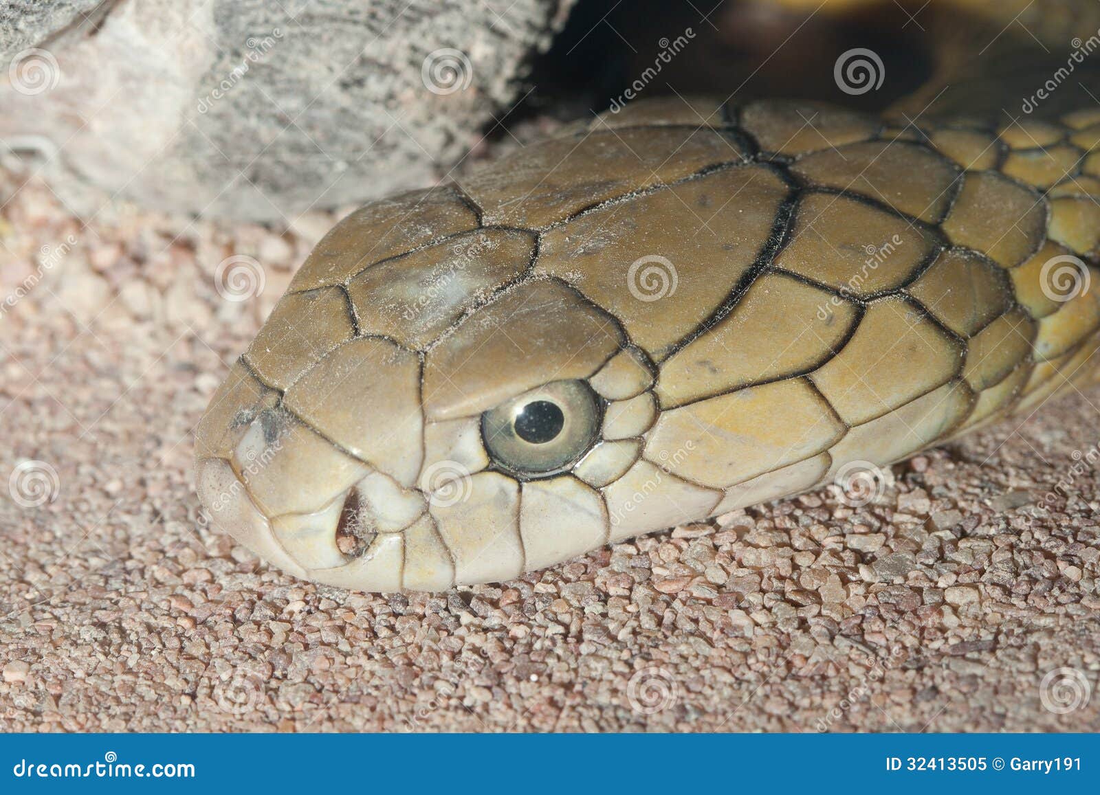 King Cobra - Poisonous Snake Stock Image - Image of large, reptile ...