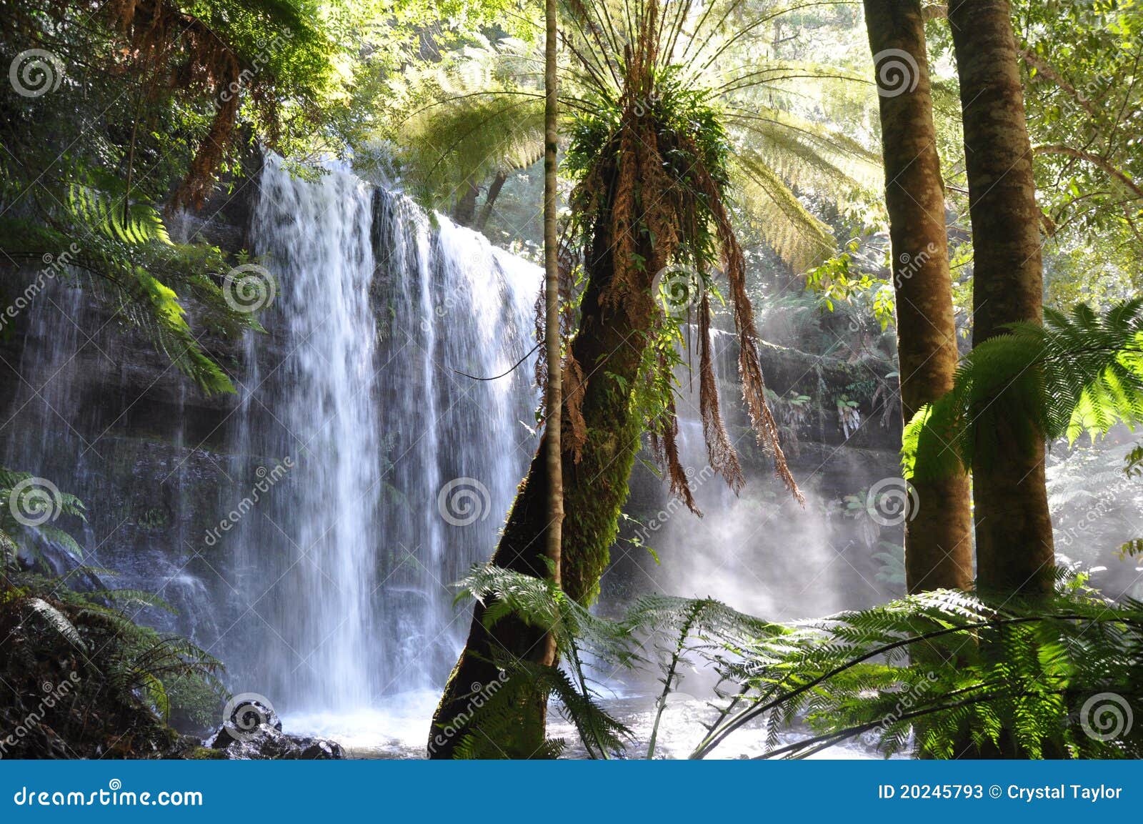 Russell Falls, Tasmania stock image. Image of nature - 20245793