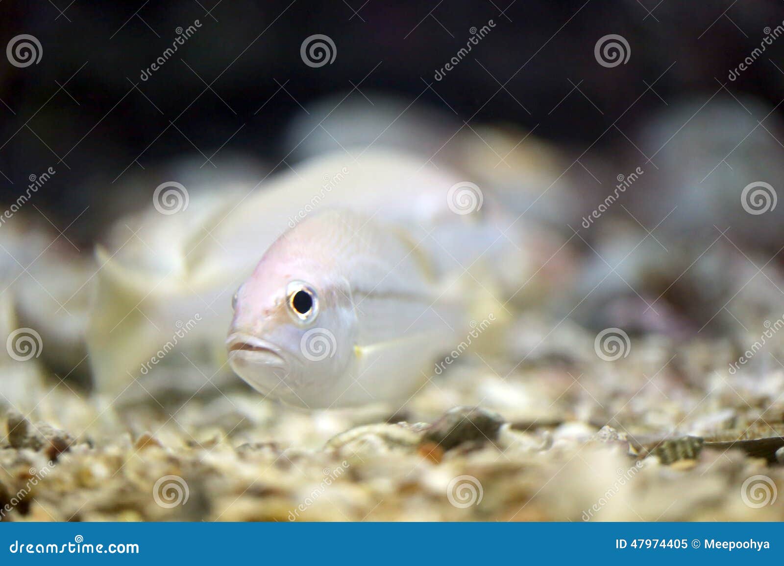 The Russell S Snapper or Moses Perch Fish. Stock Image - Image of moses ...