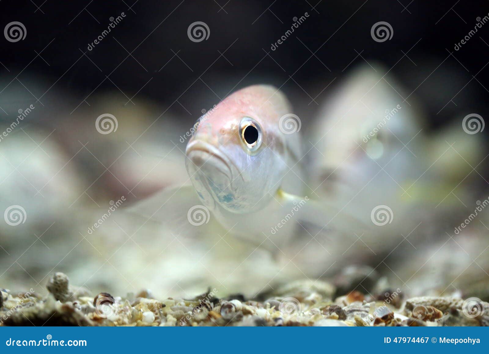 Fish Of The Red Sea. Red Sea Moses Gole Royalty-Free Stock Photo ...