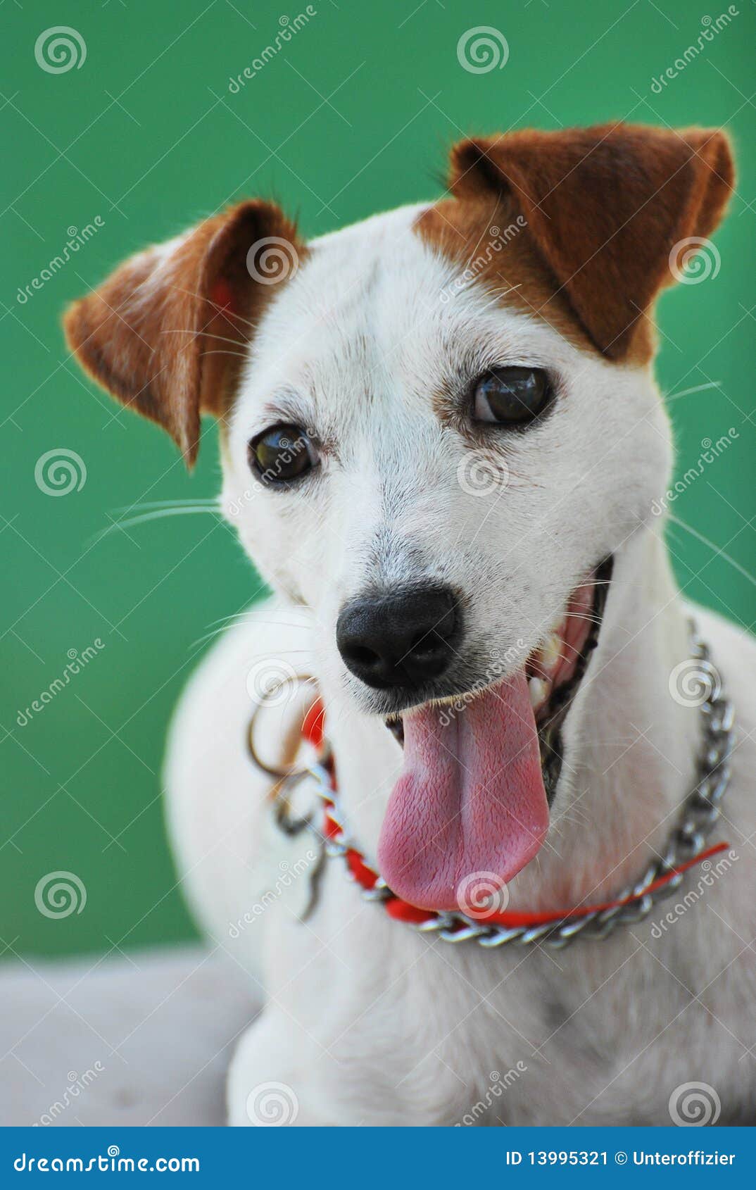 Russell Terrier stock image. Image of farm, agile, breed - 13995321