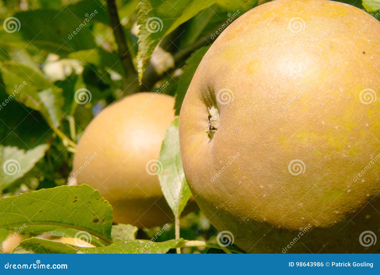 Russet Apple stock photo. Image of russets, tree, closeup - 98643986