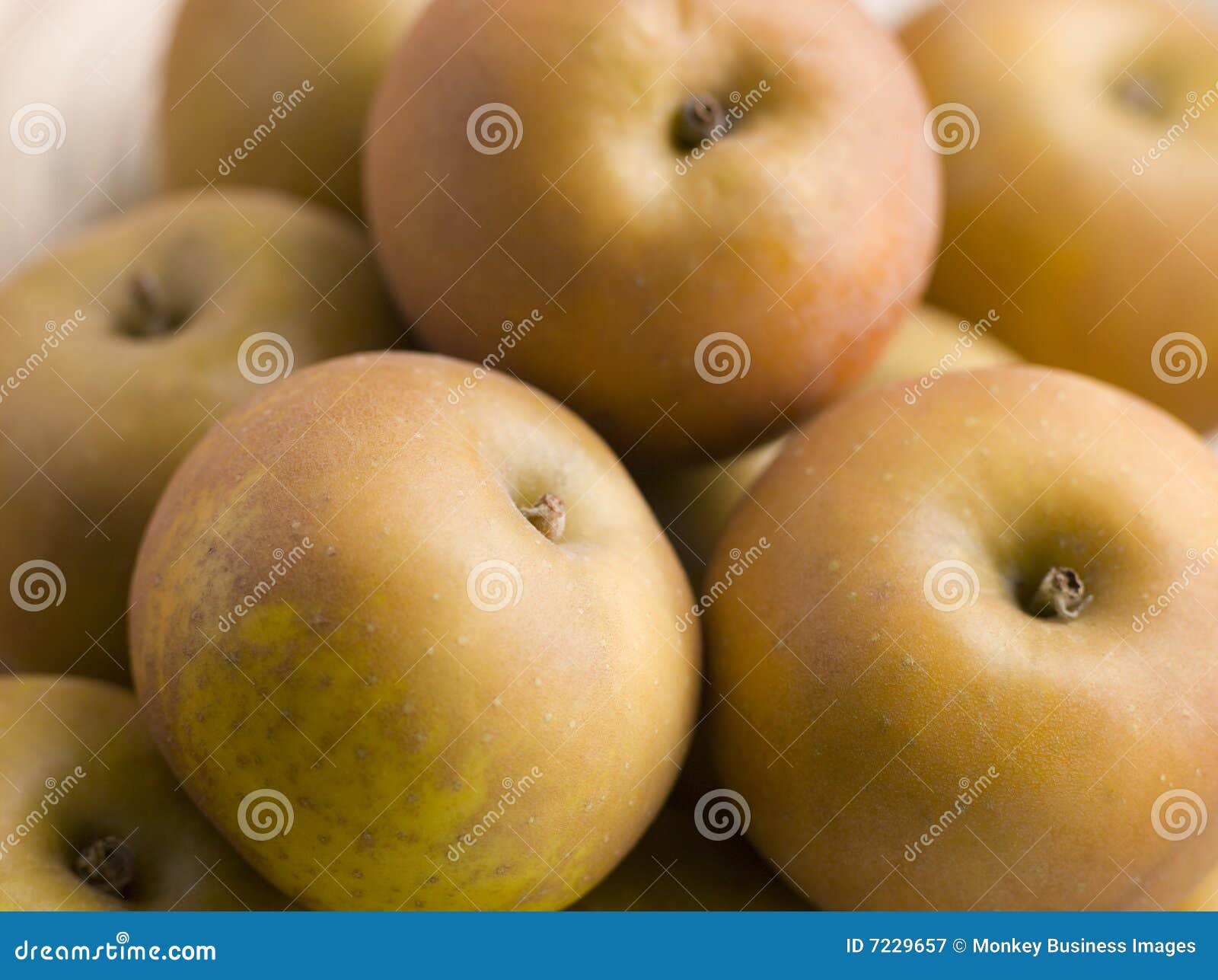 Russet Apples stock image. Image of russet, tasty, supplement - 7229657