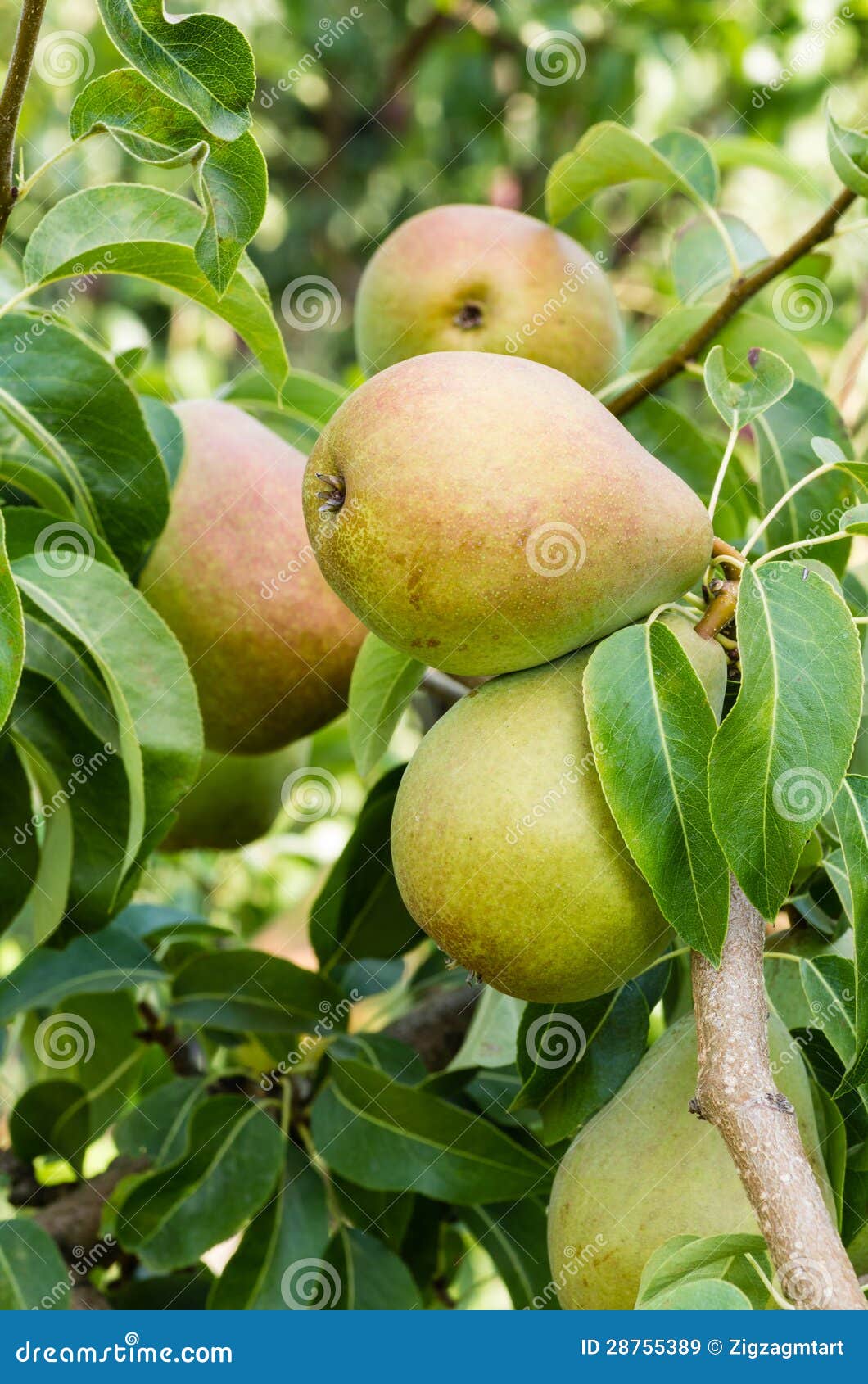 Russet Pears Growing in the Orchard Stock Image - Image of ripe ...