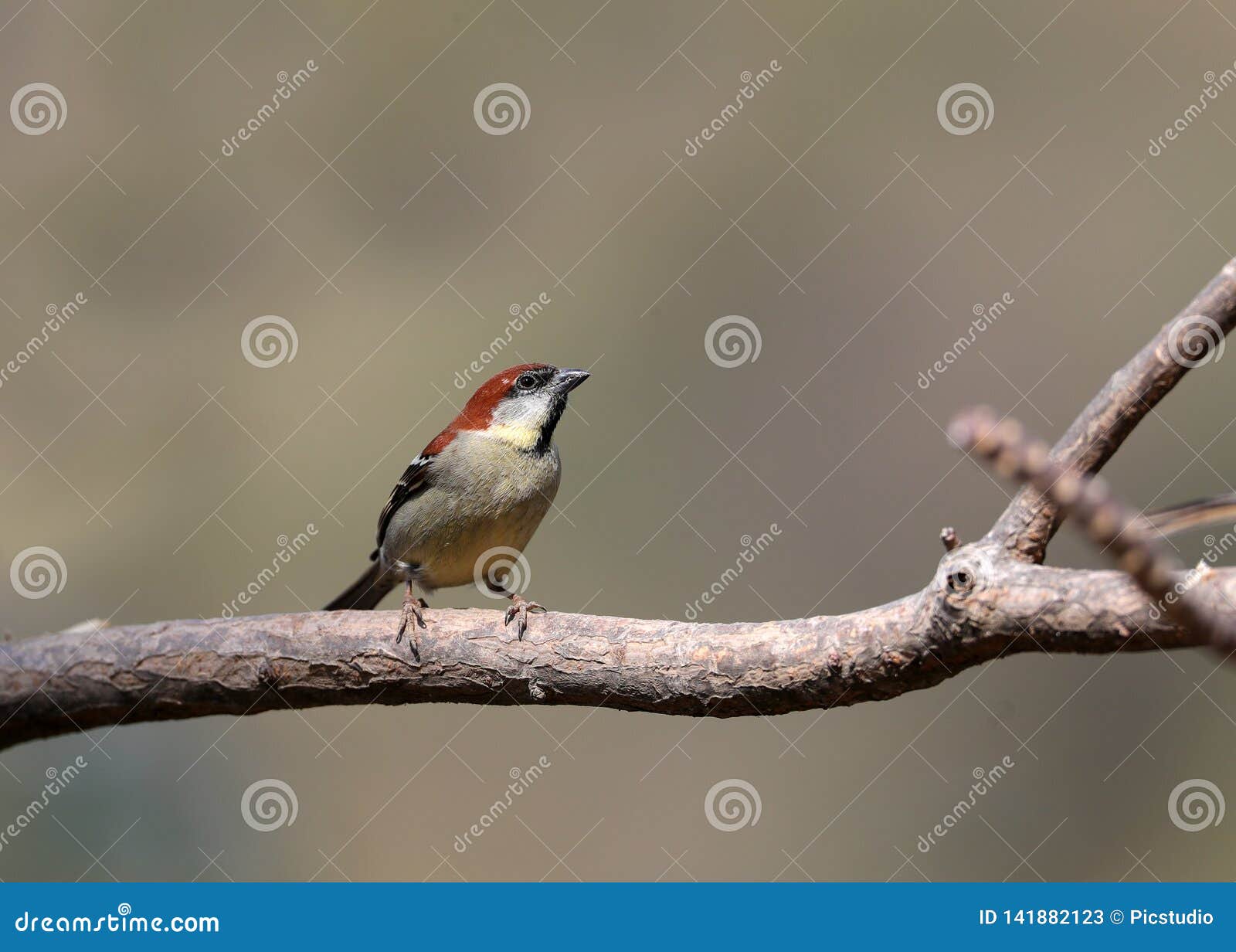 Russet sparrow stock image. Image of detailed, feathers - 141882123