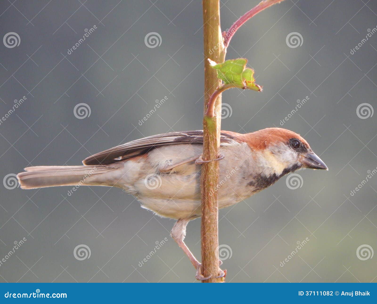 Russet Sparrow (Cinnamon Tree Sparrow) Stock Photo - Image of branch ...