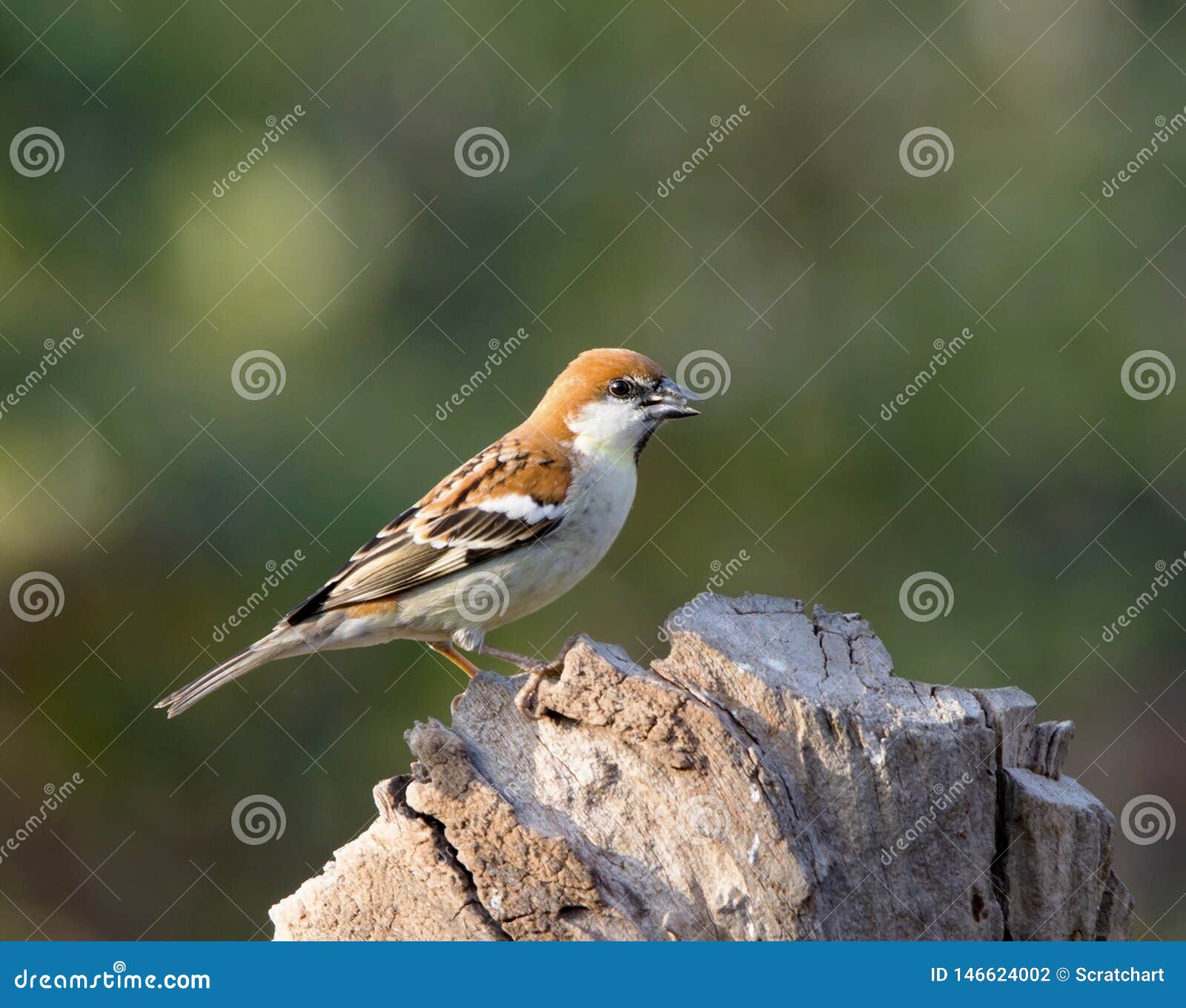 Russet Sparrow Passer Rutilans Stock Photo - Image of indian, beak ...