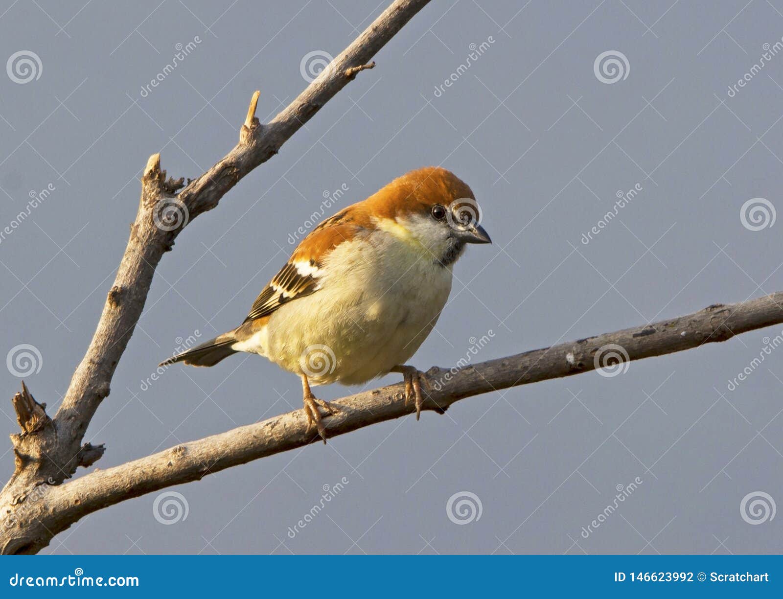 Russet Sparrow Passer Rutilans Arkivfoto - Bild av sparv, natur: 146623992