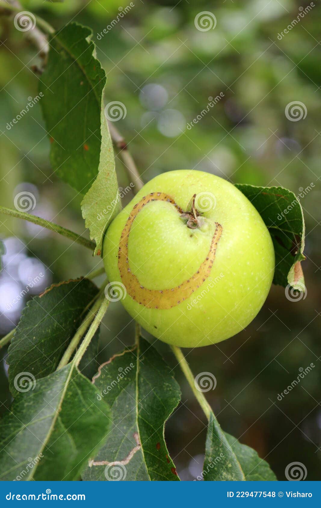 Russeted apple stock photo. Image of color, fresh, russeting - 229477548