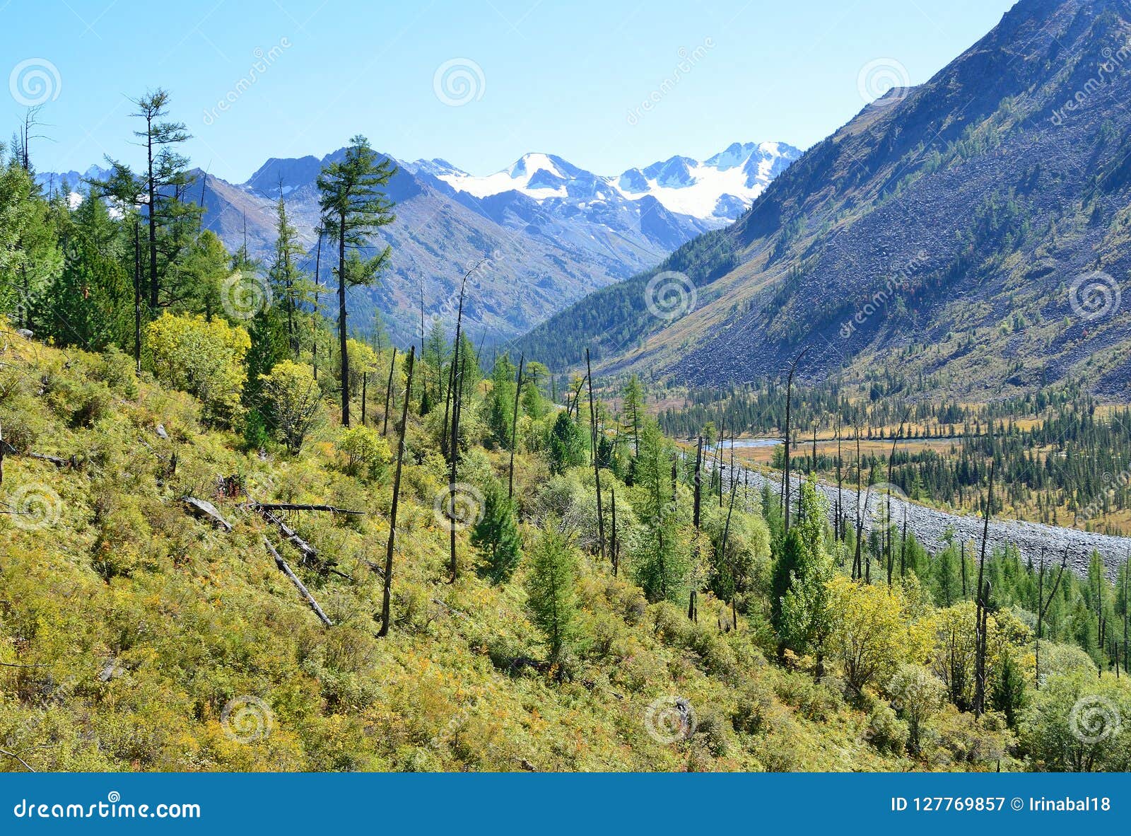 Russia, Altai Mountains, Valley of Multa River Stock Image - Image of ...