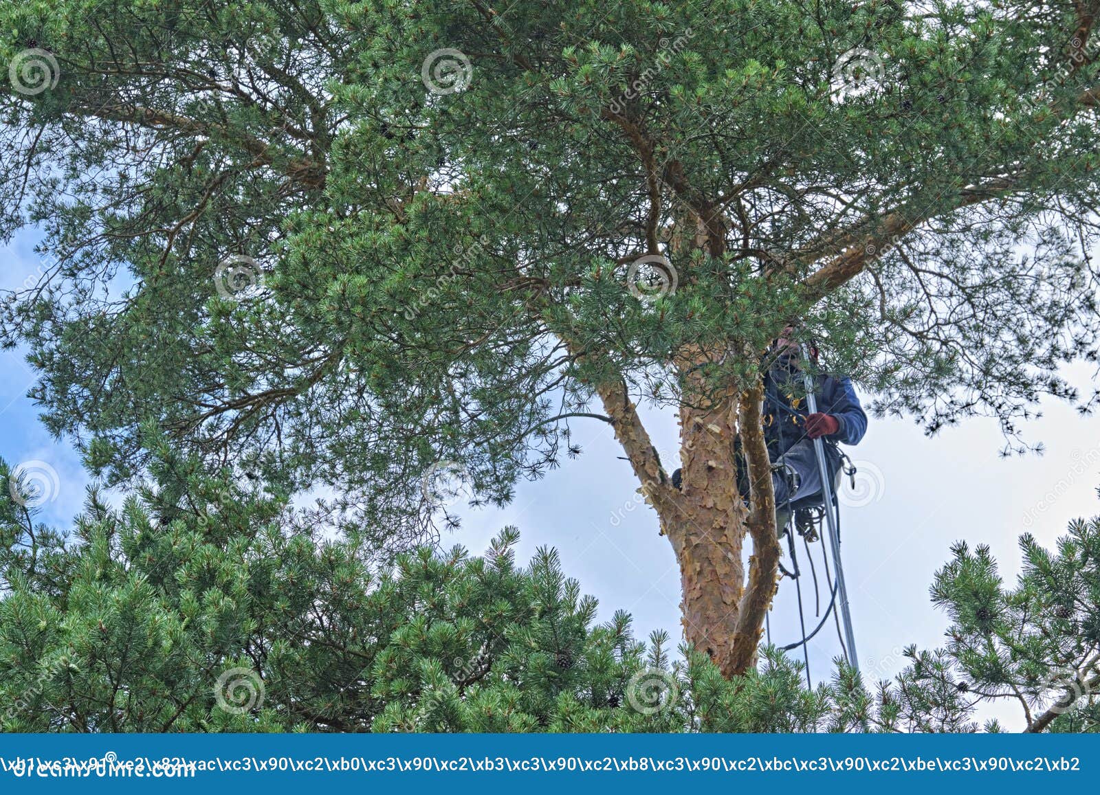 Russia 2020. an Arborist Cutting a Tree with a Chainsaw. Color ...