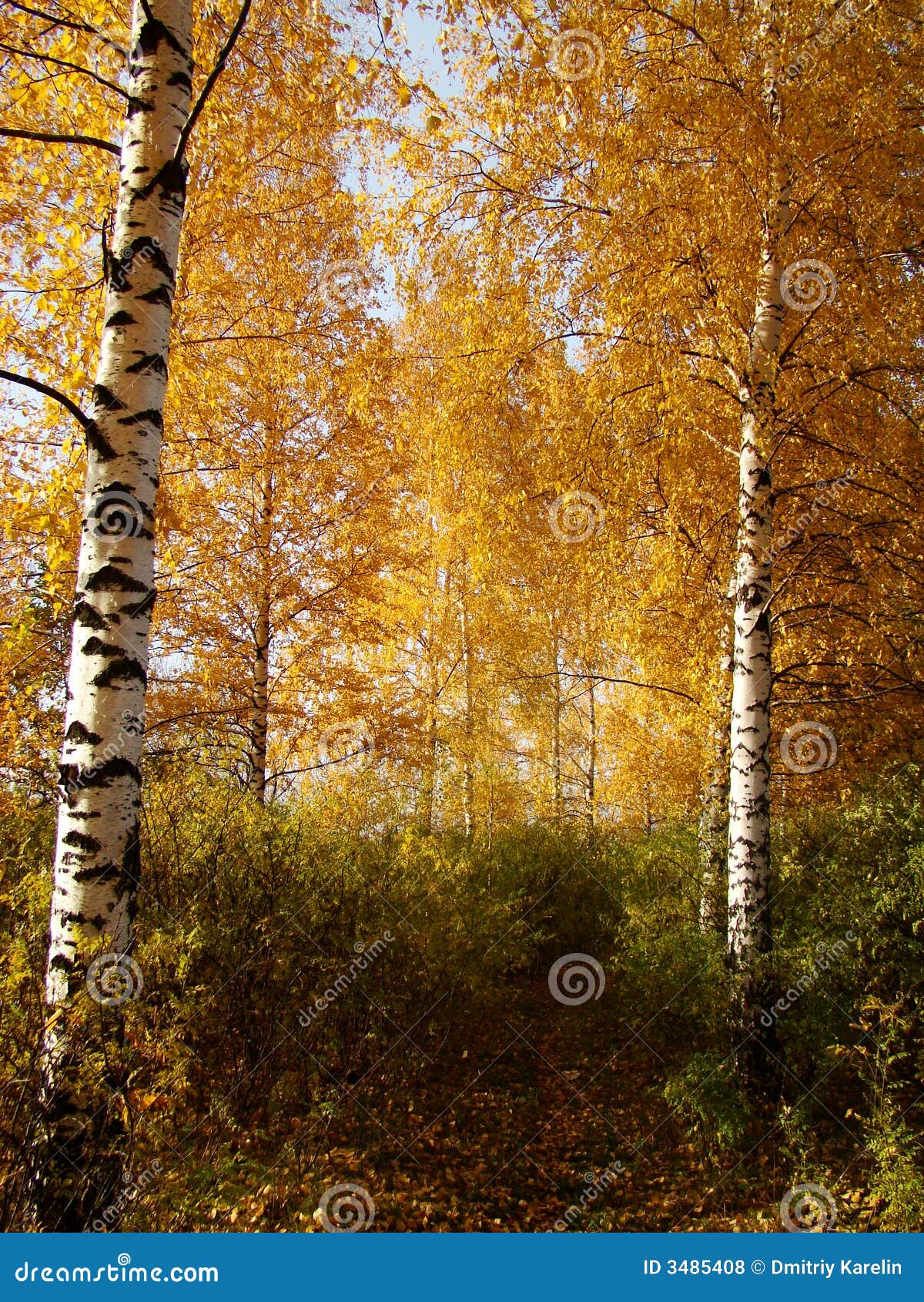 Russia autumn stock photo. Image of fall, russia, bole - 3485408