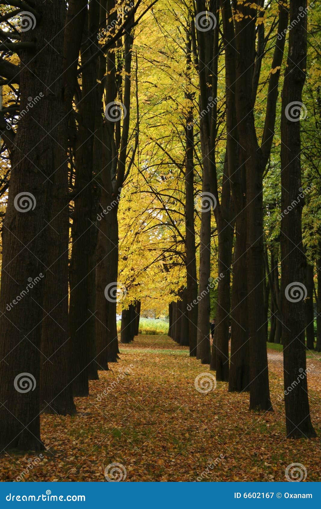Russia. Avenue of Golden Trees Stock Image - Image of blue, foliage ...