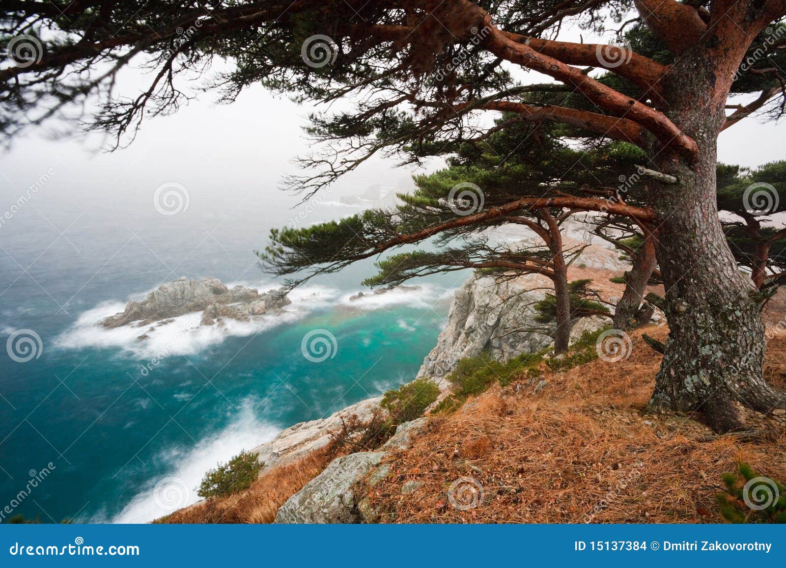Russia, Primorye, Centennial Pine on a Rocky Beach Stock Photo - Image ...