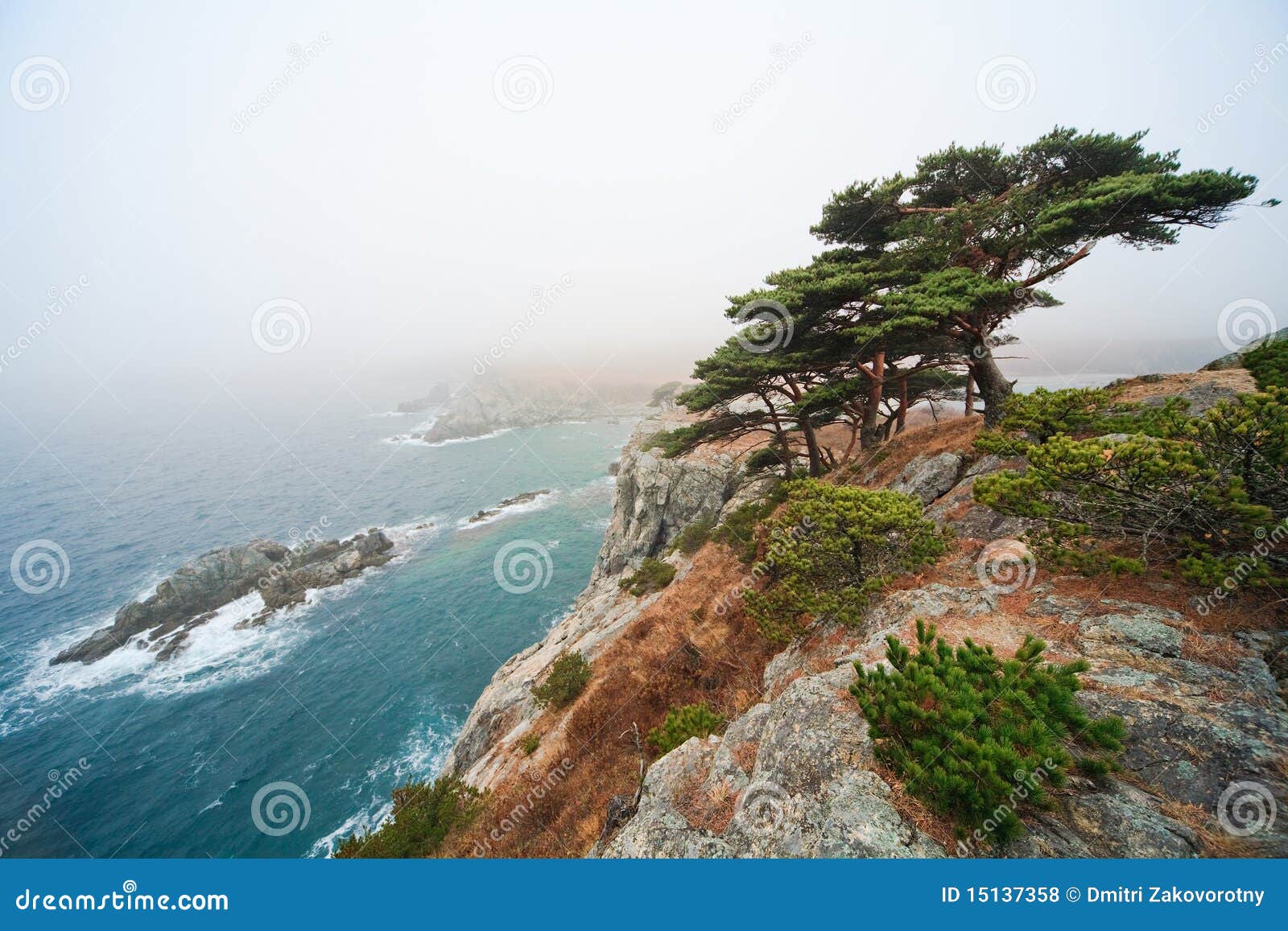 Russia, Primorye, Pine on a Rocky Seashore Stock Photo - Image of pine ...