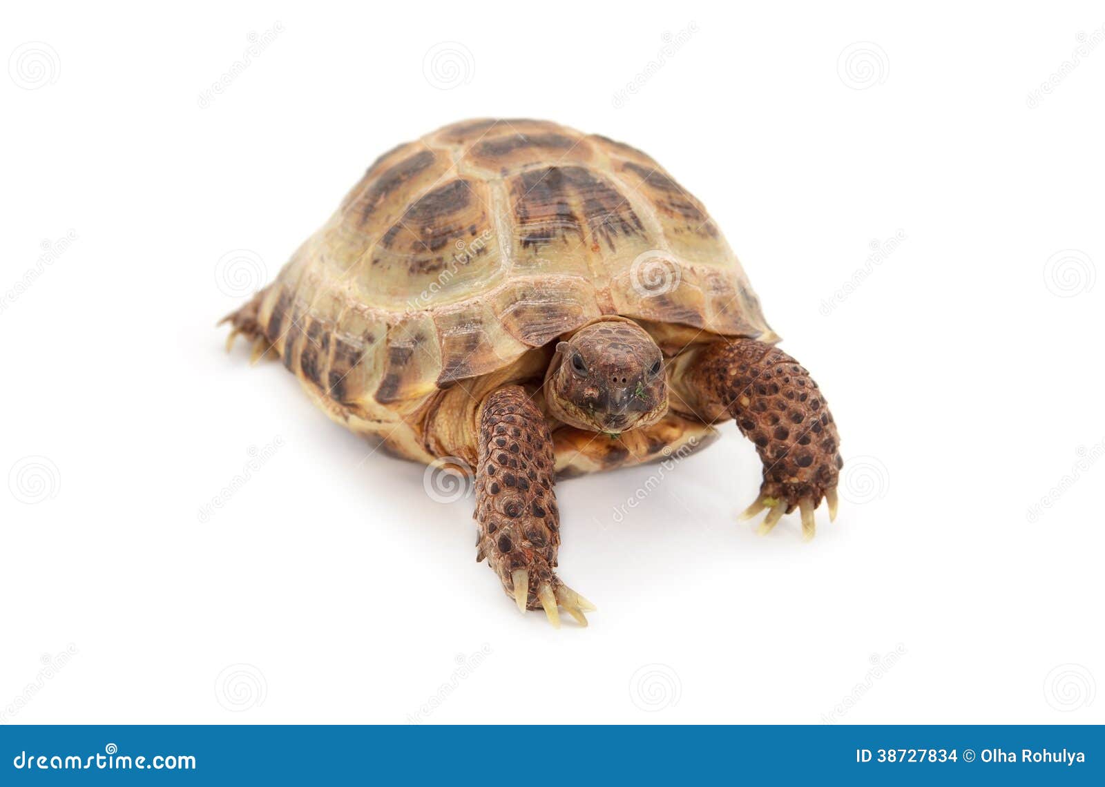 Russian Asian Tortoise Over White Stock Photo - Image of reptile, close ...