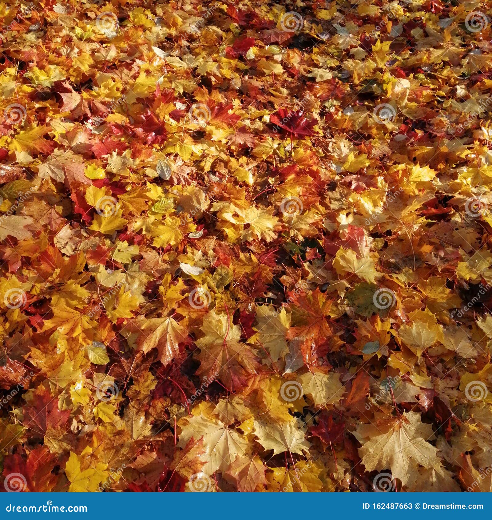 Russian Autumn. Colorful and Unforgettable Season Stock Image - Image ...