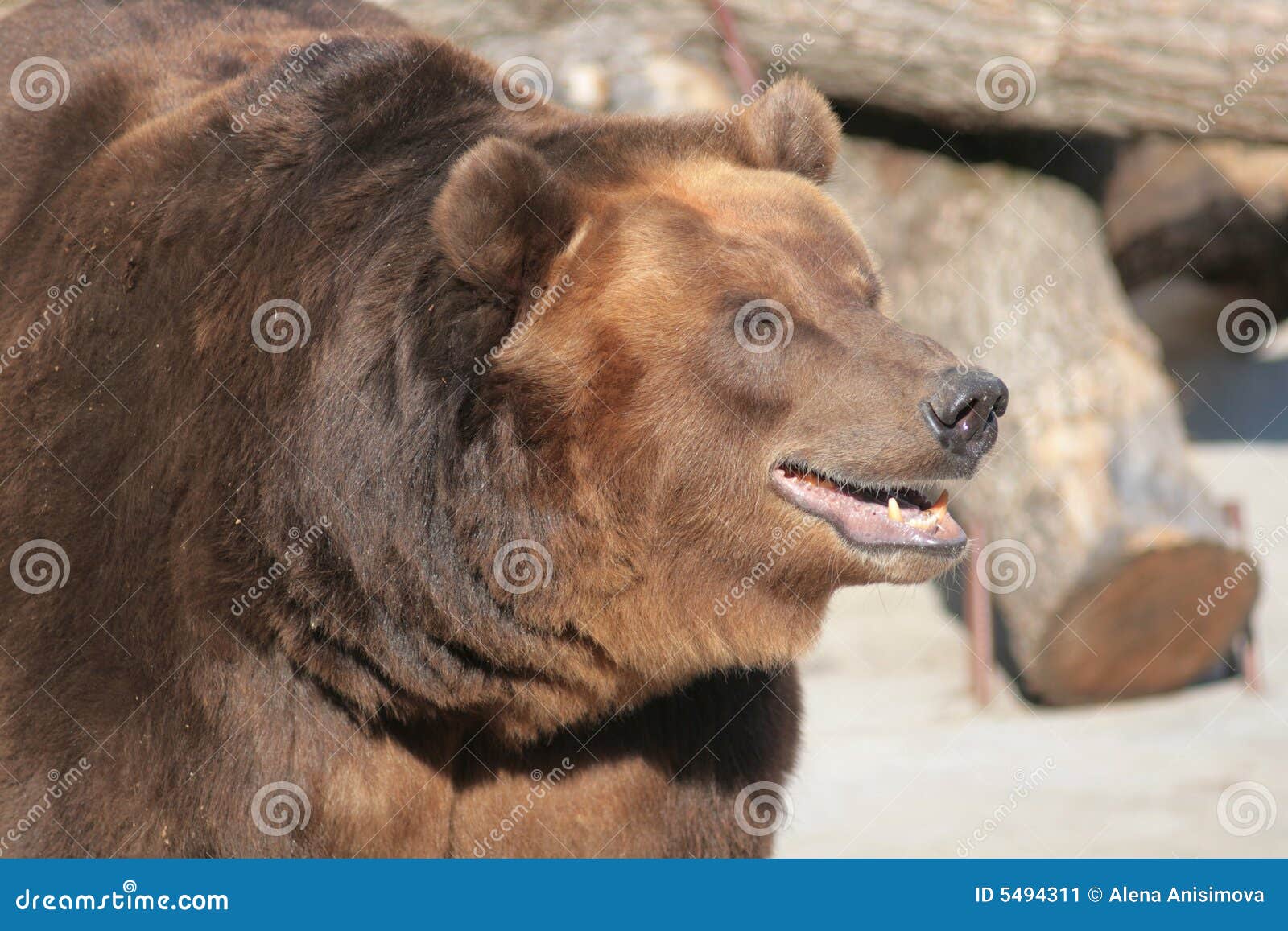 Russian bear stock image. Image of wildlife, siberia, power - 5494311