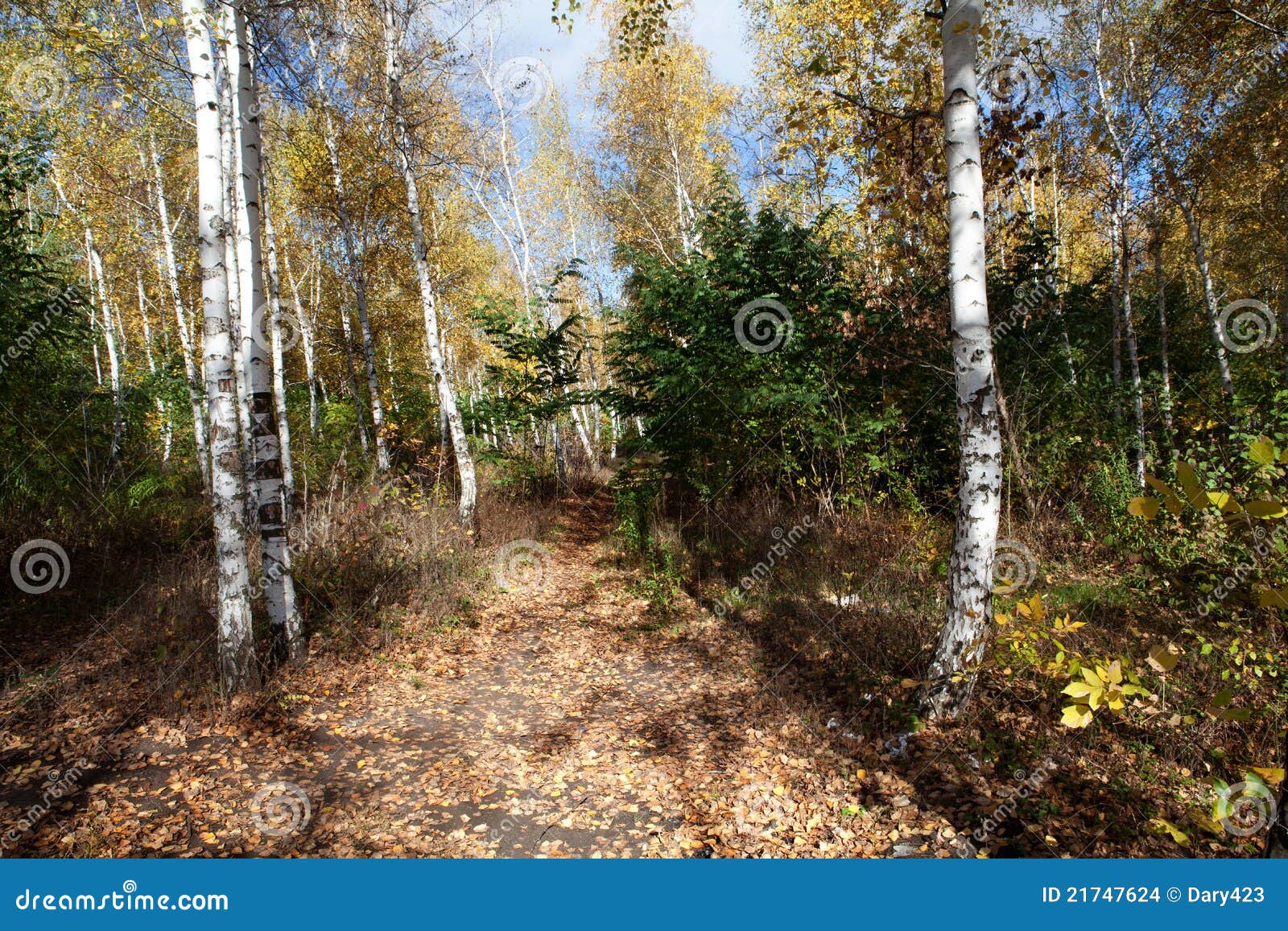 Russian, birch forest stock photo. Image of plant, beauty - 21747624