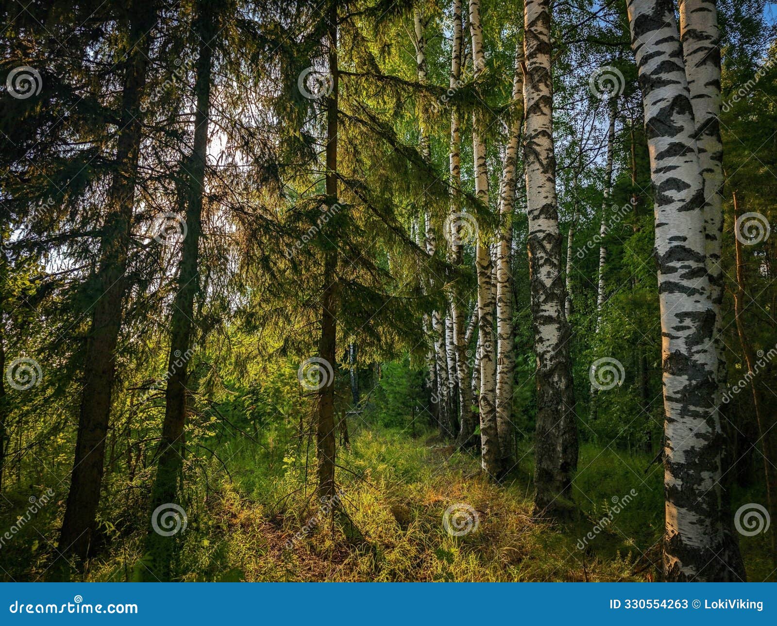 Russian Birch Grove in the Rays of the Warm Sun Stock Image - Image of ...