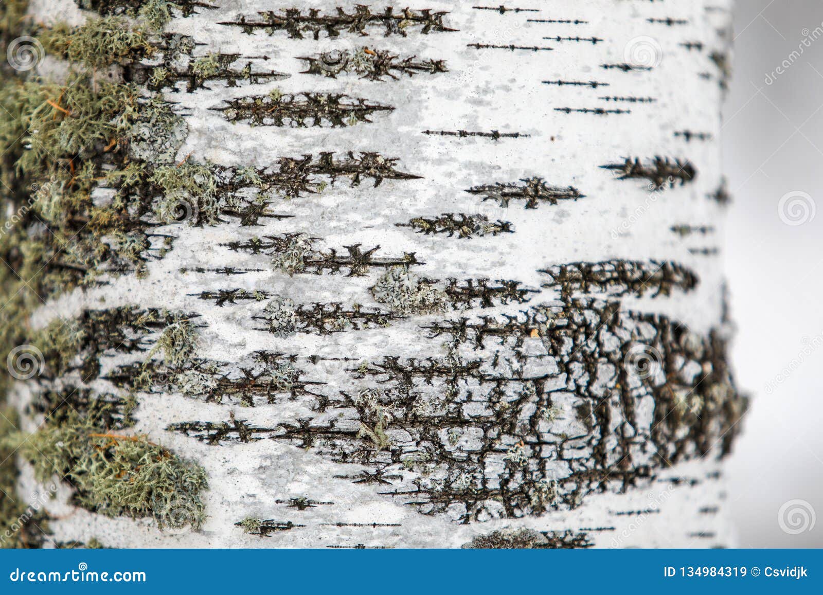 Russian Birch, Tree Bark Close Up Stock Image - Image of tree, nature ...