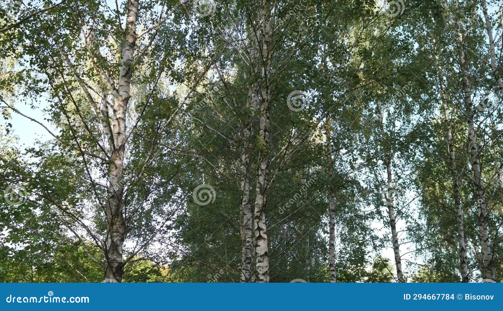 Russian Birch Trees Forest Movement Stock Footage - Video of summer ...