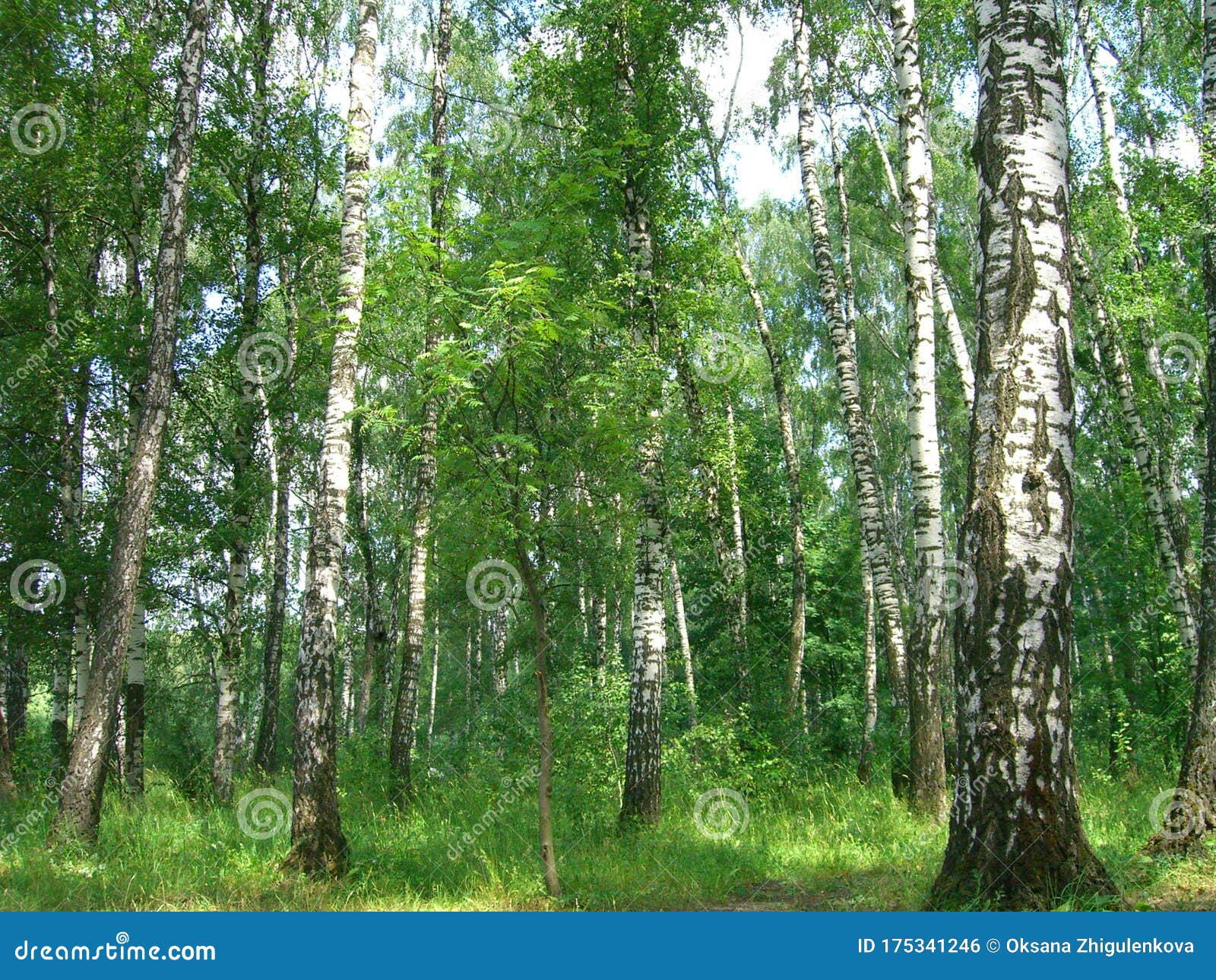 Russian Birch Trees in the Forest. Stock Photo - Image of springtime ...