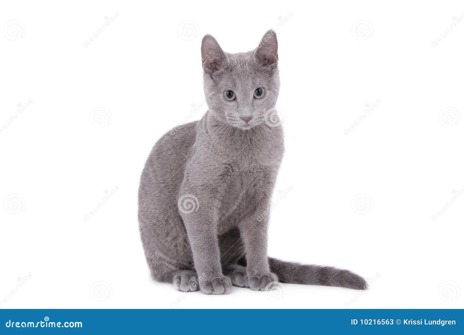 Russian Blue Cat stock image. Image of feline, young - 10216563