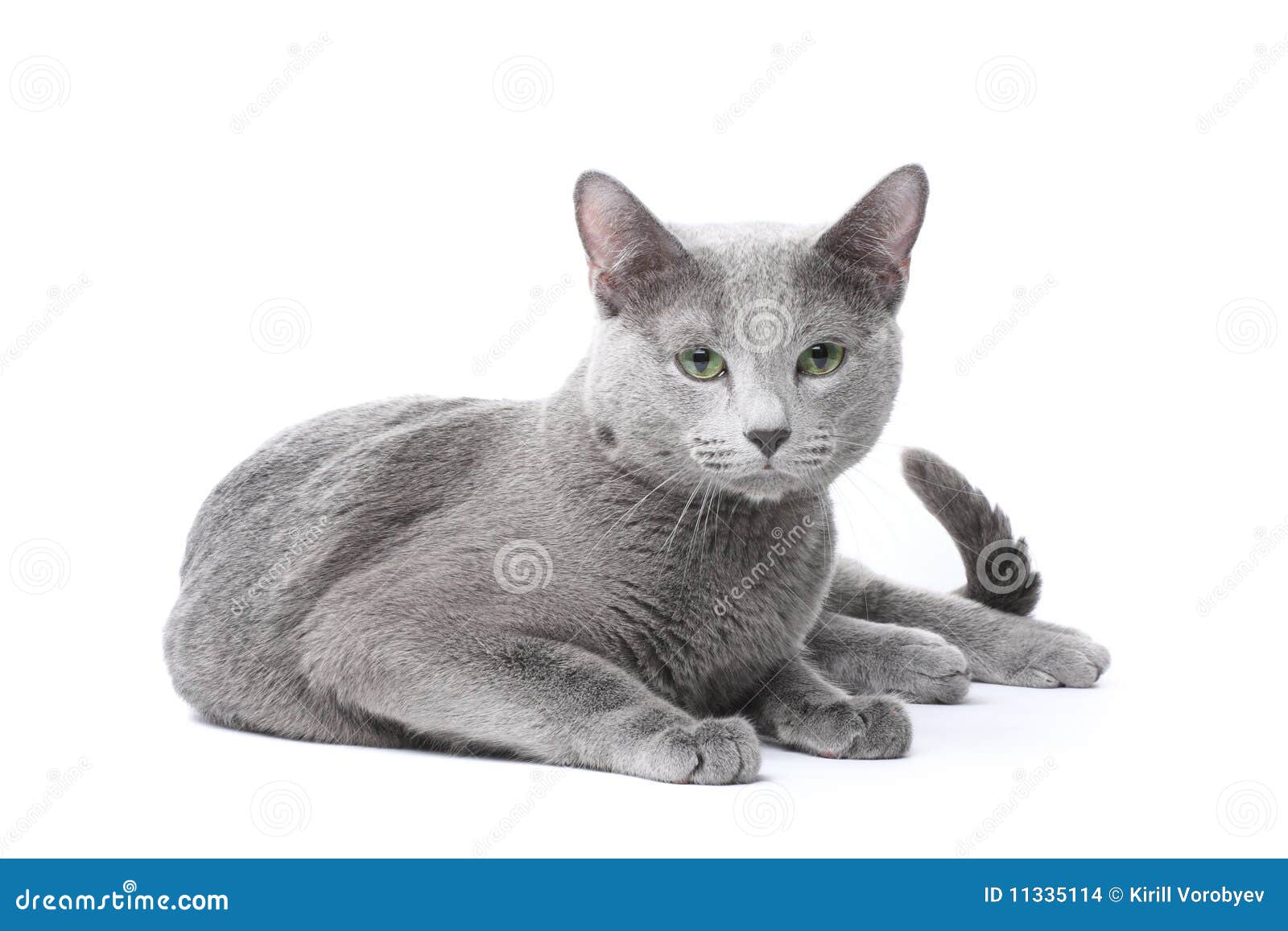 Russian blue cat stock photo. Image of green, curious - 11335114