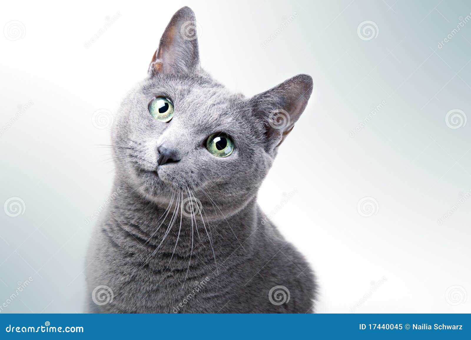 Russian Blue Cat stock image. Image of silver, tail, grey - 17440045