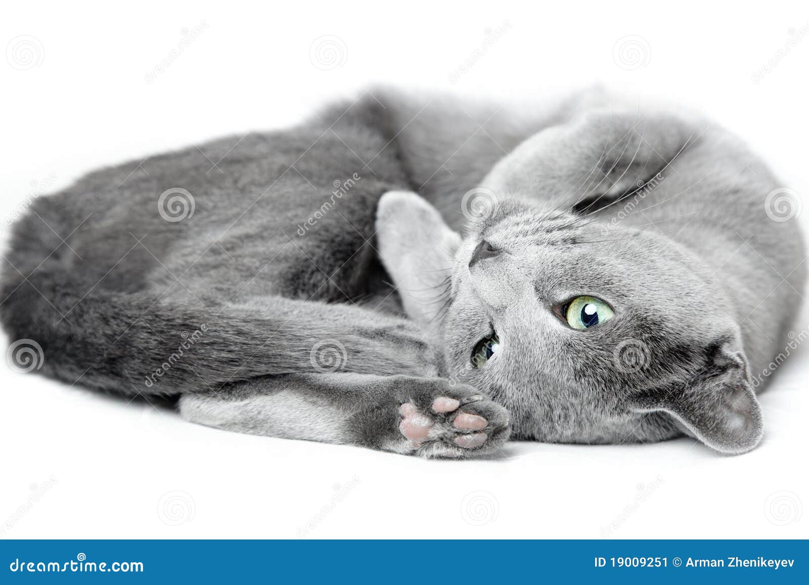 Cute Russian Blue Tomcat Stock Photos - Free & Royalty-Free Stock ...