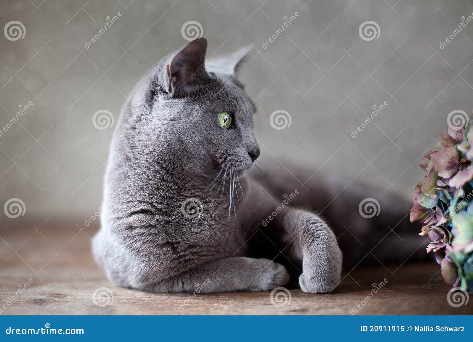 Russian Blue Cat Stock Photo | CartoonDealer.com #55937940