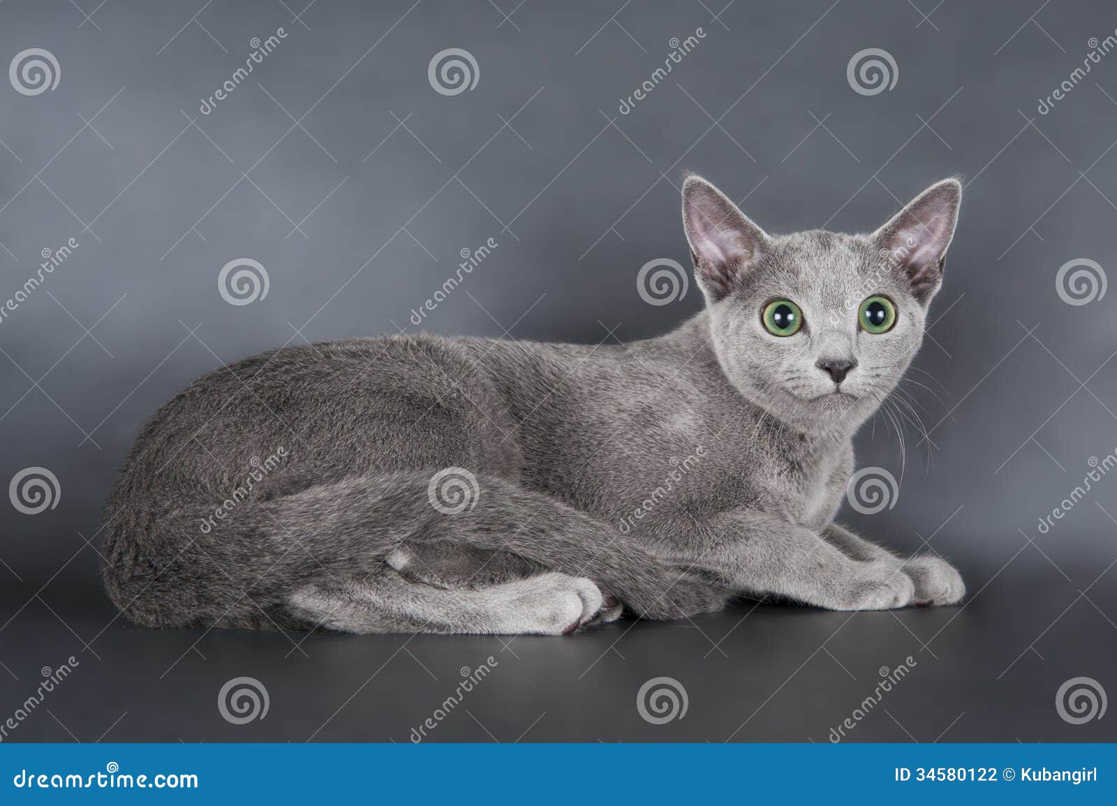 Russian Blue Cat stock photo. Image of blue, kitten, studio - 34580122