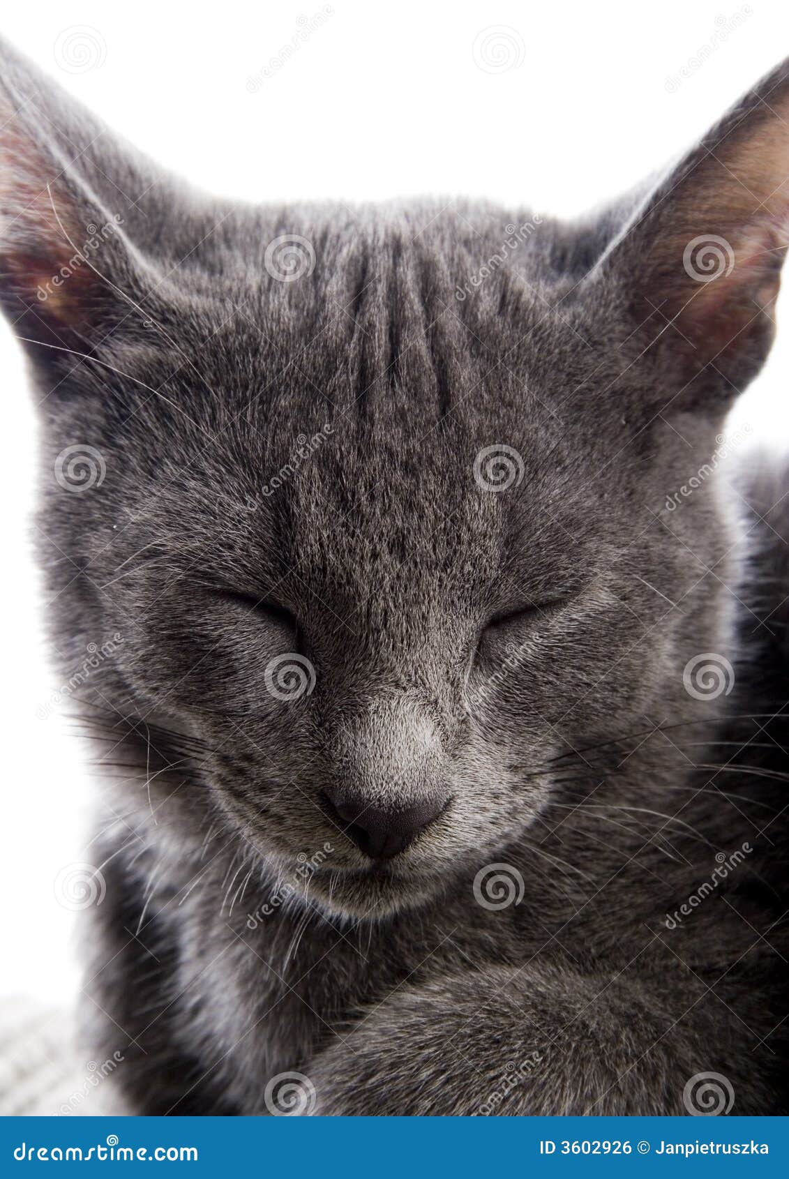 Russian Blue Tabby Cat