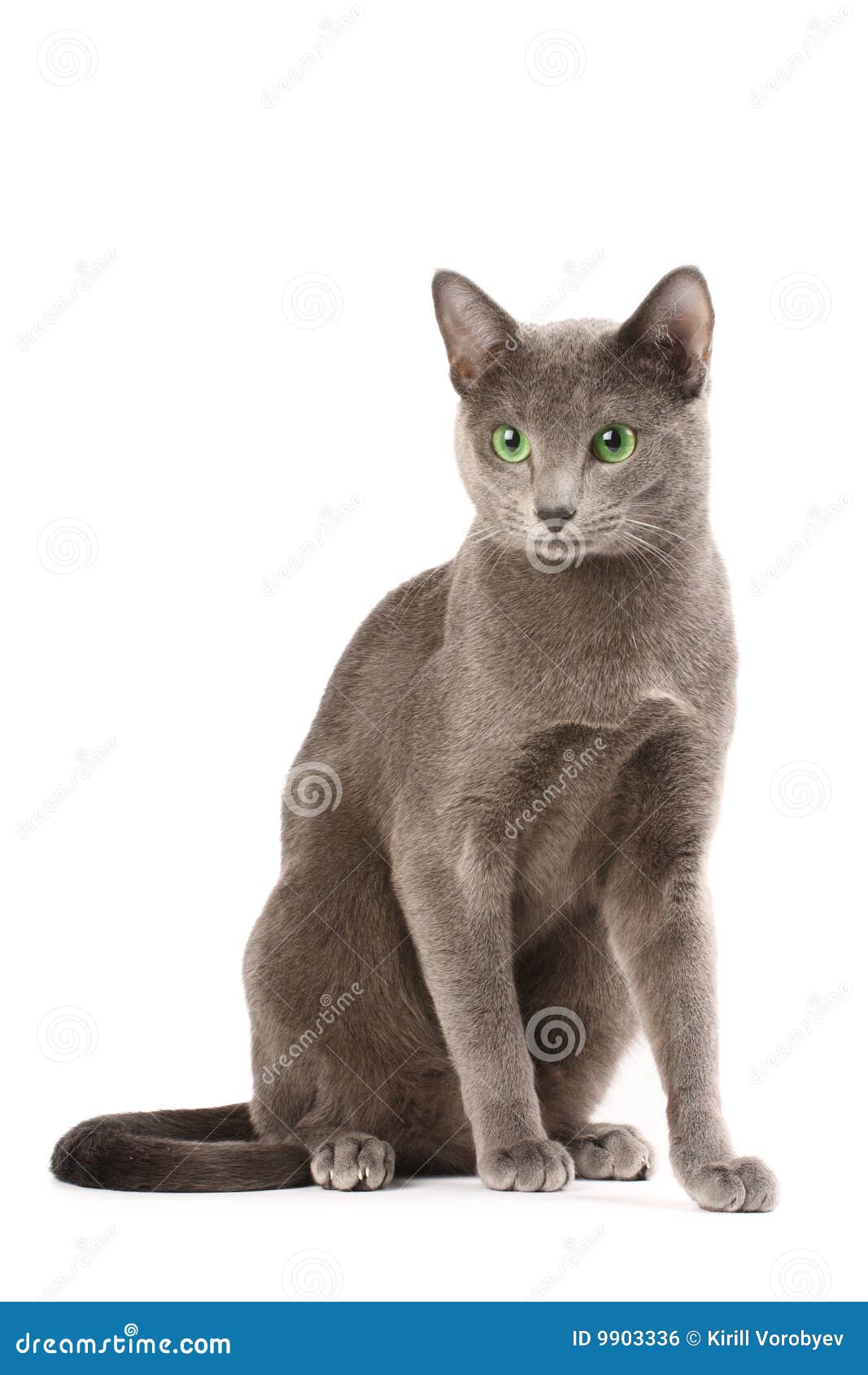 Russian blue cat stock photo. Image of eyes, adorable - 9903336