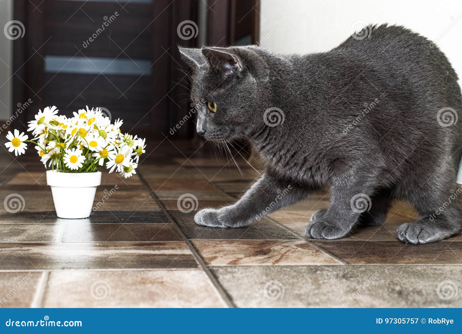 Russian Blue Cat and Beautiful White Flowers Daisies Stock Image ...