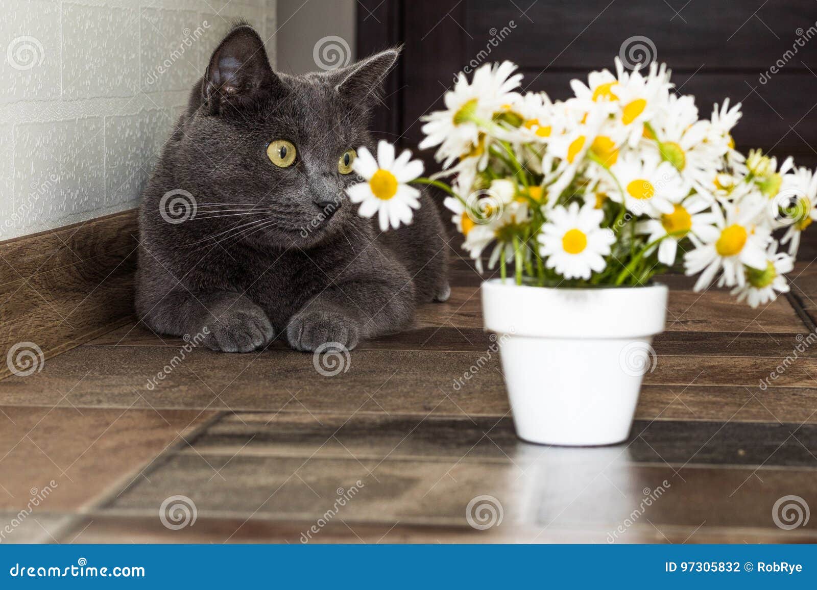 Russian Blue Cat and Beautiful White Flowers Daisies Stock Photo ...