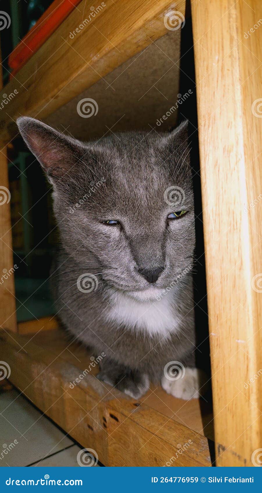 Russian Blue Cat or Angry Cat Stock Image - Image of coat, mammal ...