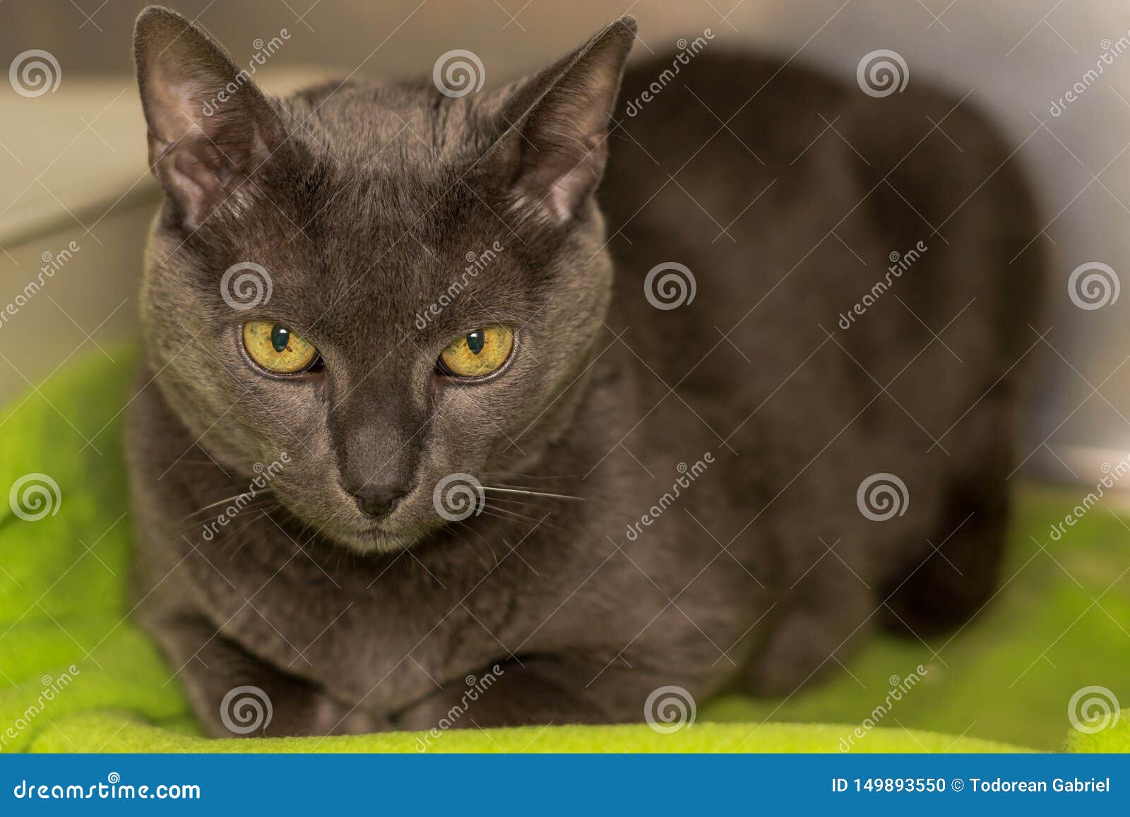 Russian Blue Cat Breed with Iris Pigmentation, Melanoma Stock Photo ...