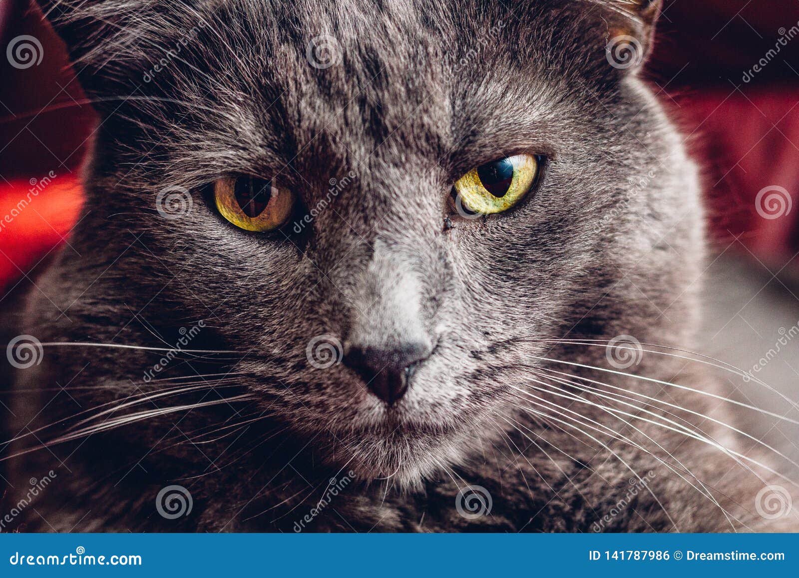 Russian blue cat close up stock photo. Image of isolated - 141787986