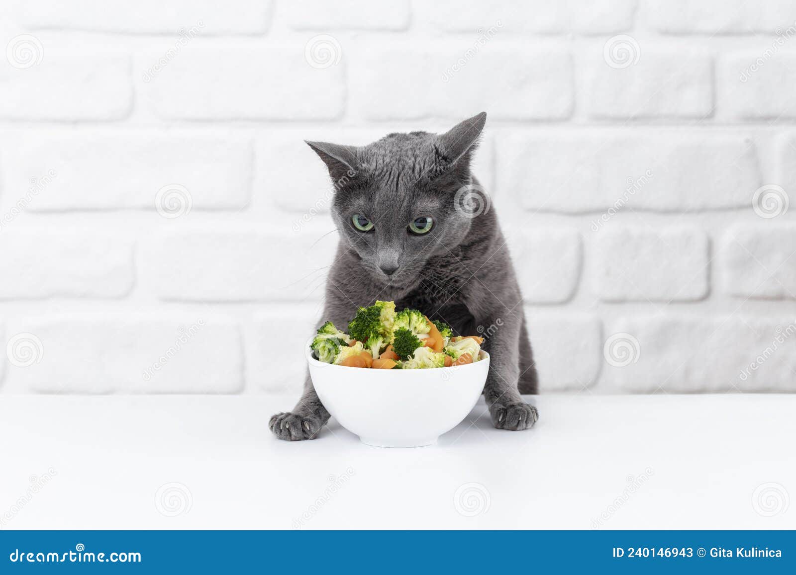 Russian Blue Cat Eats Broccoli. Vegetarian Cat, Diet Stock Image ...