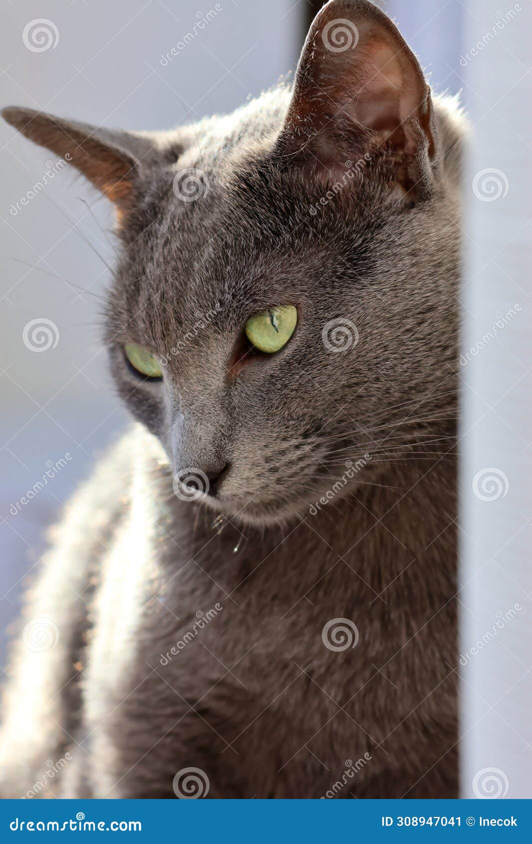 Russian Blue Cat with Emerald Eyes in the Rays of Sunlight. Stock Image ...
