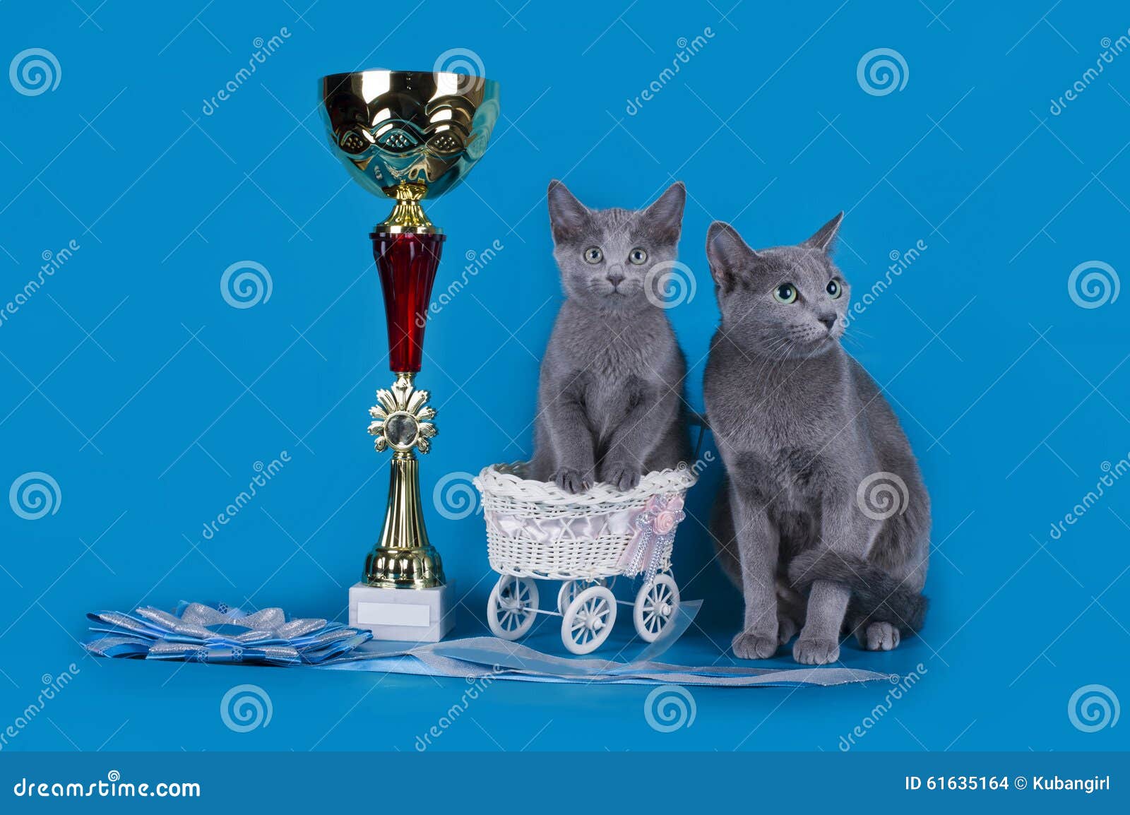 Russian Blue Cat and Her Cup Champion Stock Photo - Image of kitten ...